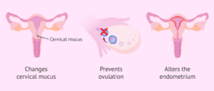 Contraceptive Pills: Everything You Need to Know in Malaysia